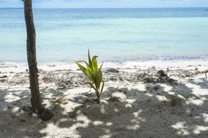 A Coconut Sapling Growing in the Sand. at Libaong Beach, Panglao, Bohol ...