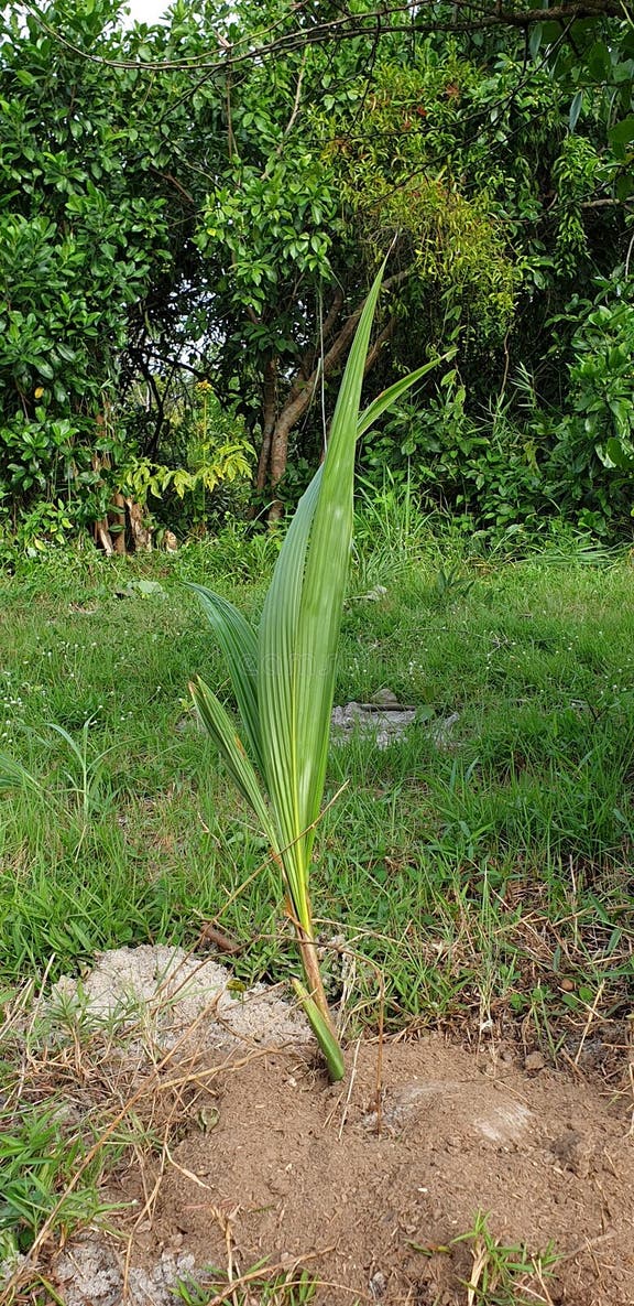 Coconut sapling is planted stock image. Image of tree - 208218511