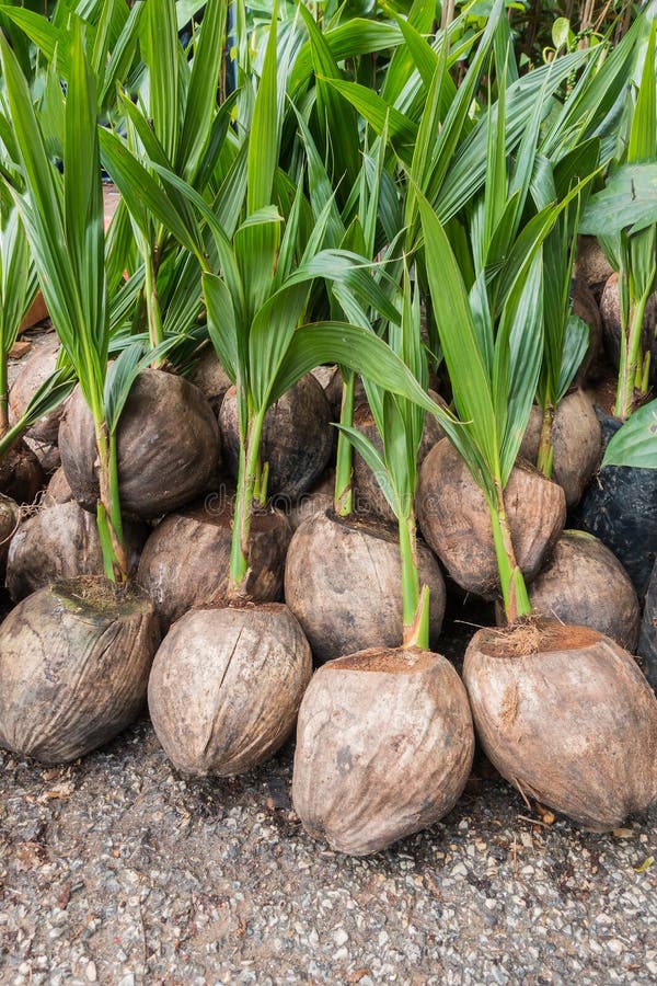 Coconut sapling stock image. Image of life, seed, nature - 62809175