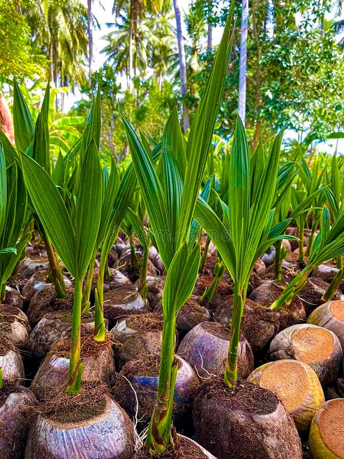 Coconut Saplings, Coconut Balls, Coconut Leaves Coconut Tree Stock ...
