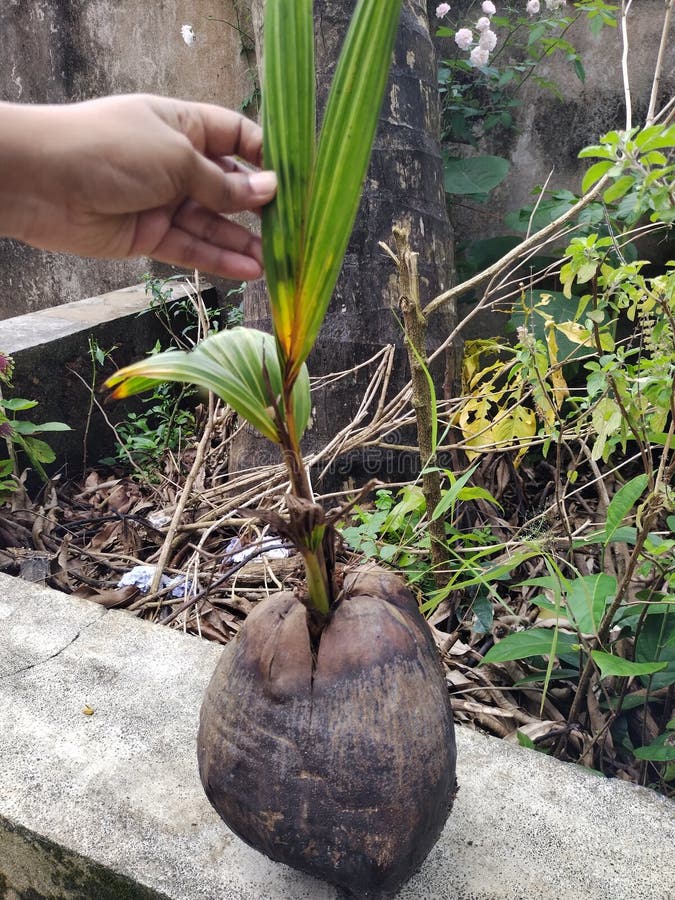 Coconut Saplings, Coconut Balls, Coconut Leaves Coconut Tree Stock ...