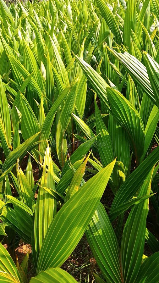 Coconut Saplings at the Horticultural Farm in India Stock Image - Image ...