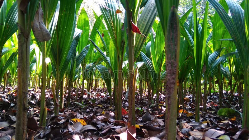 Coconut Saplings or Young Palm Trees Young Plants Have Green Leaves ...
