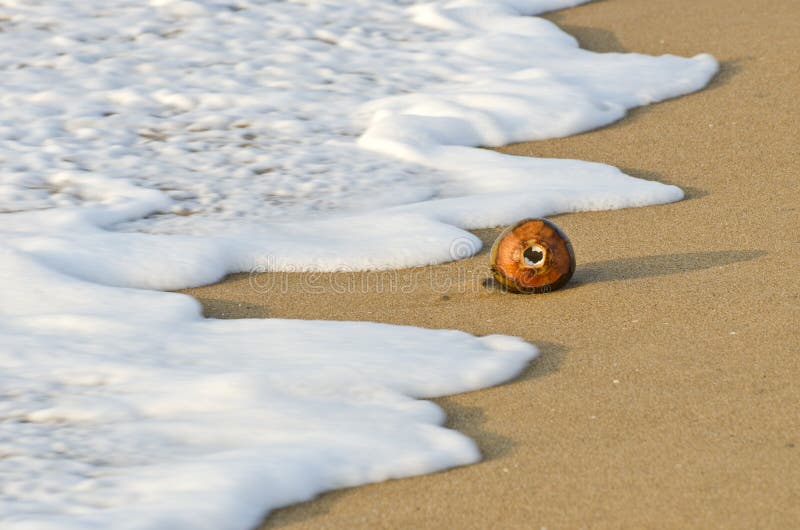 Coconut on Sea Beach Sand and Wave in Asia Stock Photo - Image of ...