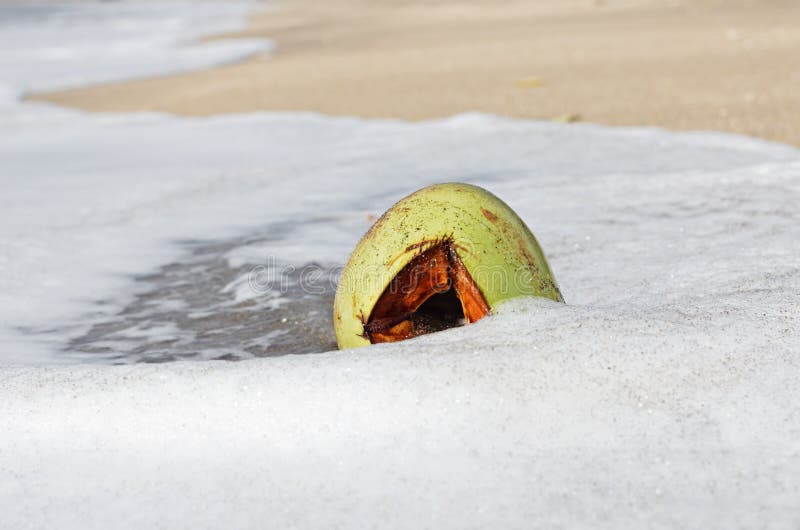 Coconut in sea foam at day stock photo. Image of beauty - 181915178