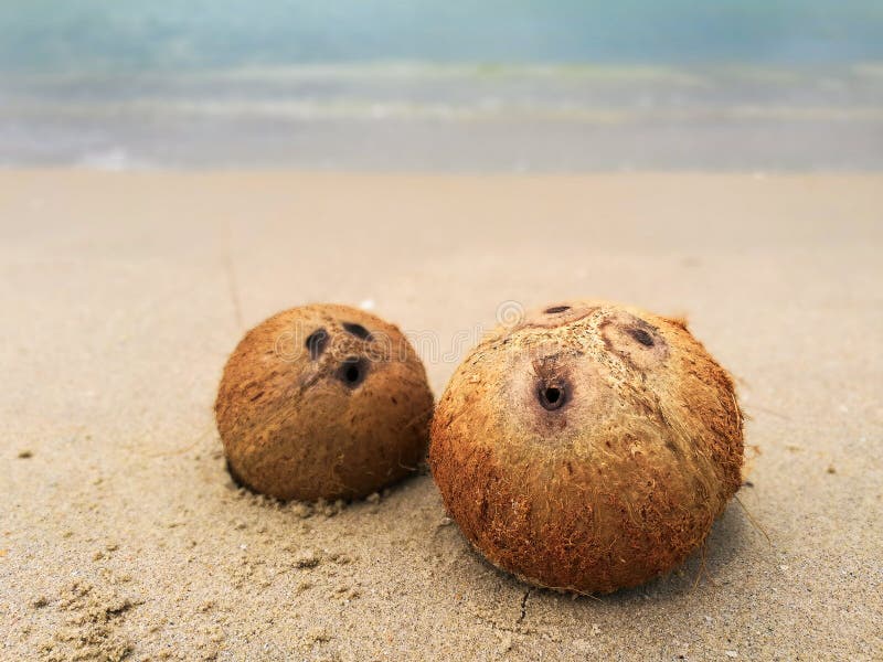 COCONUT with SEA stock image. Image of nuts, freshness - 79972189