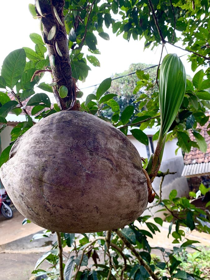 Coconut seed on the trees stock photo. Image of produce - 265693786
