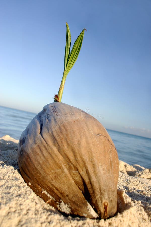 Coconut Seedling stock image. Image of young, seed, ocean - 248927