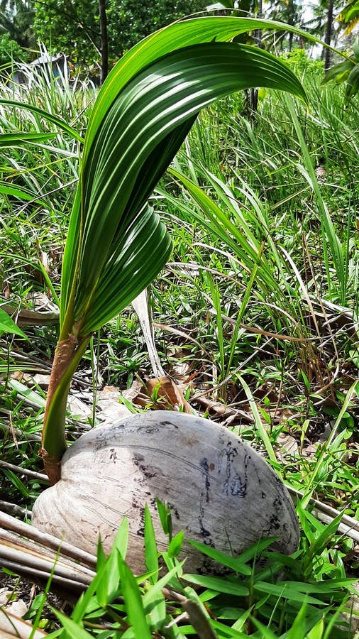 Super Green Coconut Seedling Stock Photo - Image of seedlings, fruit ...