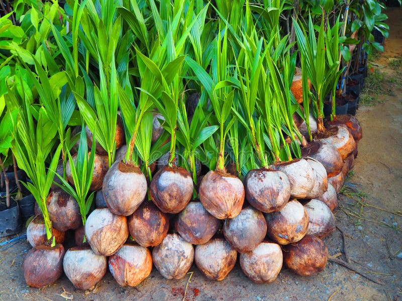 Coconut seedlings stock image. Image of germinate, tree - 31543557