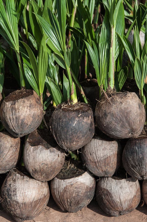 Coconut Seedlings stock image. Image of coconut, seed - 55841953