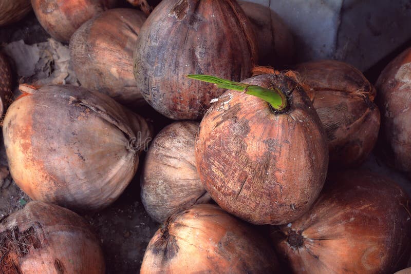 Coconut seedlings stock image. Image of germinate, tree - 31543557