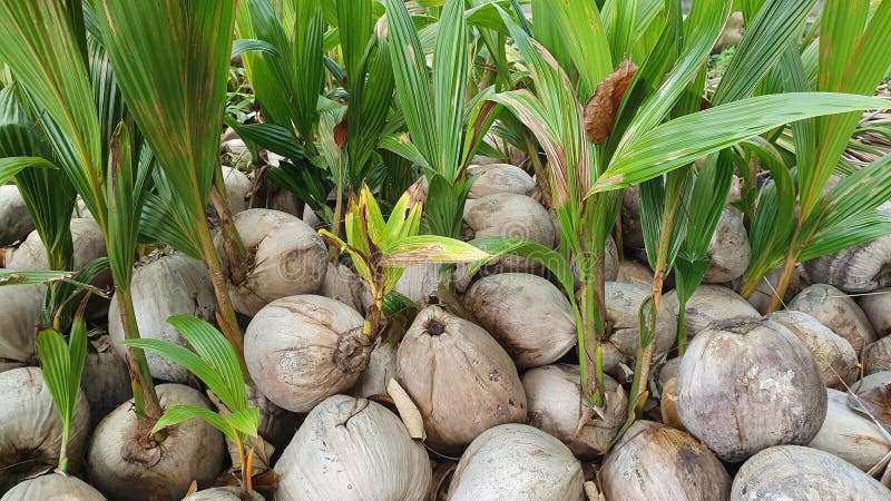 Coconut Seedlings Ready for Planting Stock Image - Image of farm ...
