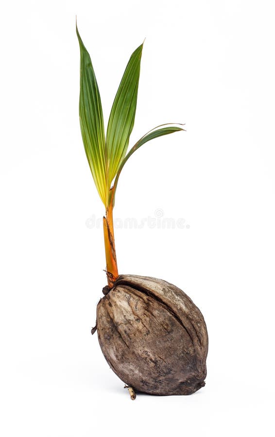 Coconut seedlings stock image. Image of path, asia, plant - 94486915