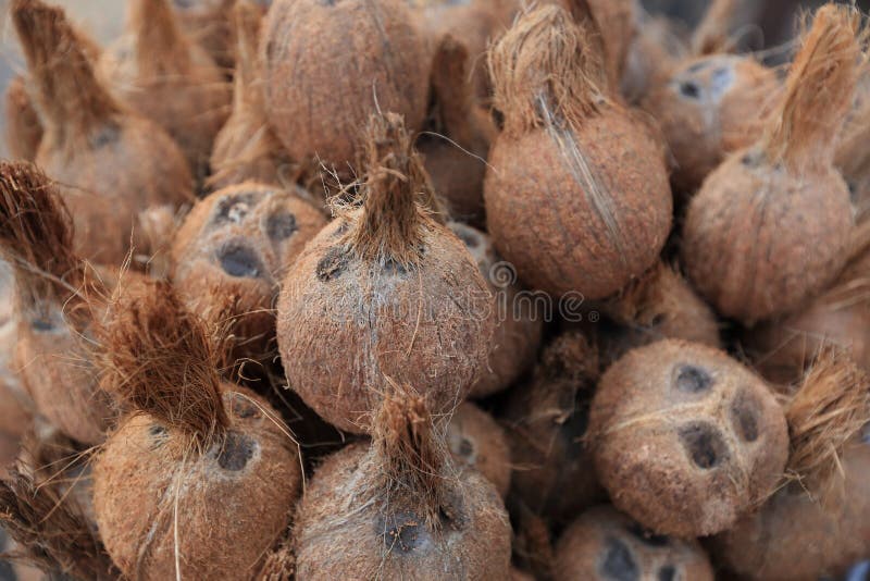 Coconut selling stock image. Image of asian, india, market - 81114047