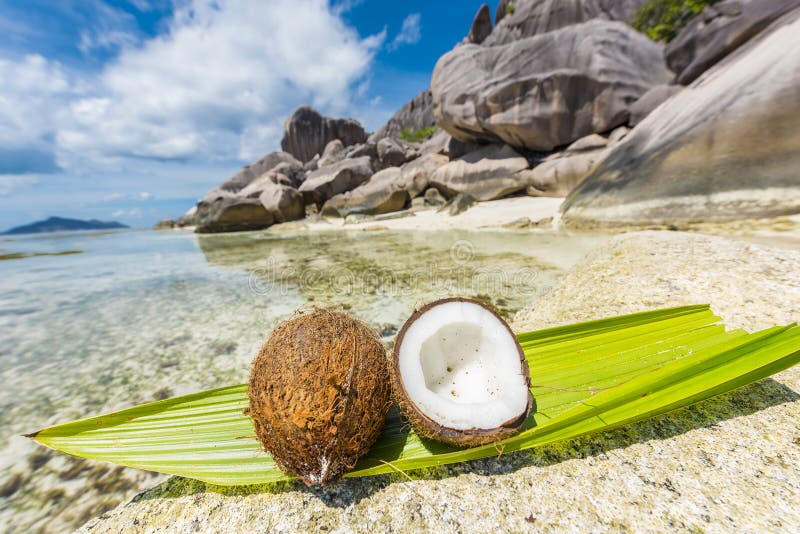 Coconut in the Seychelles stock image. Image of nature - 100185031