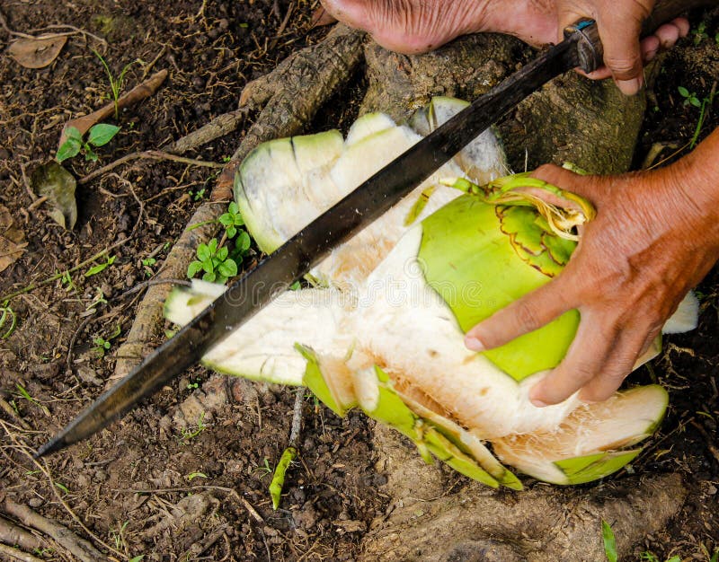 A coconut and sharp bolo stock image. Image of peeling - 179180583
