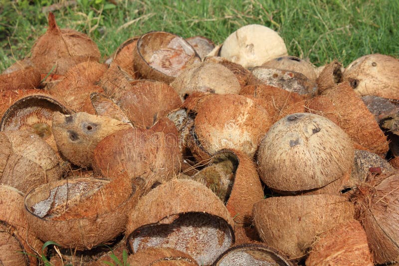 Coconut shell stock image. Image of shell, nature, tropical - 19462657