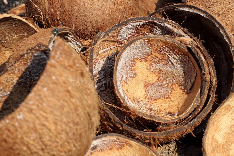 Coconuts stock image. Image of nature, food, exotic, brown - 13279087