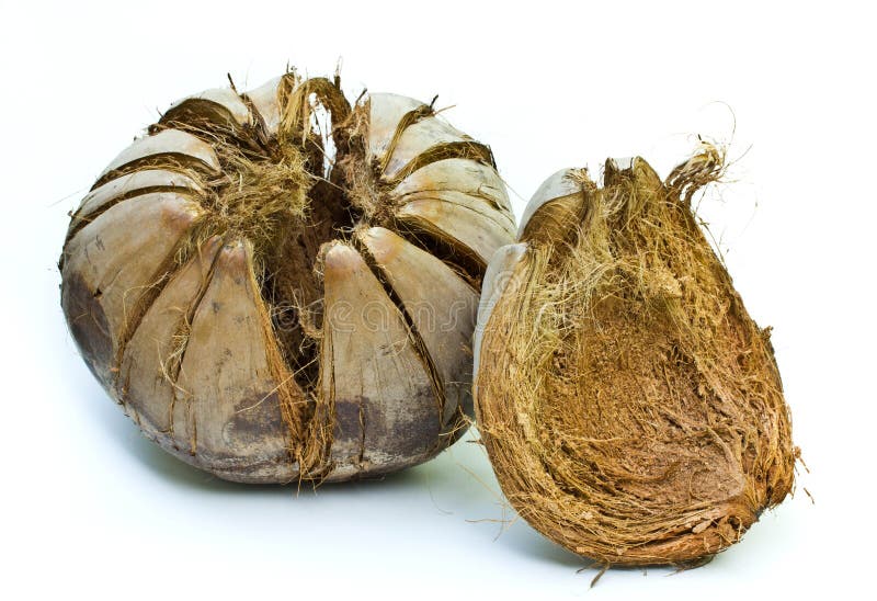 Coconut shell. stock image. Image of nature, shell, tropic - 25426109