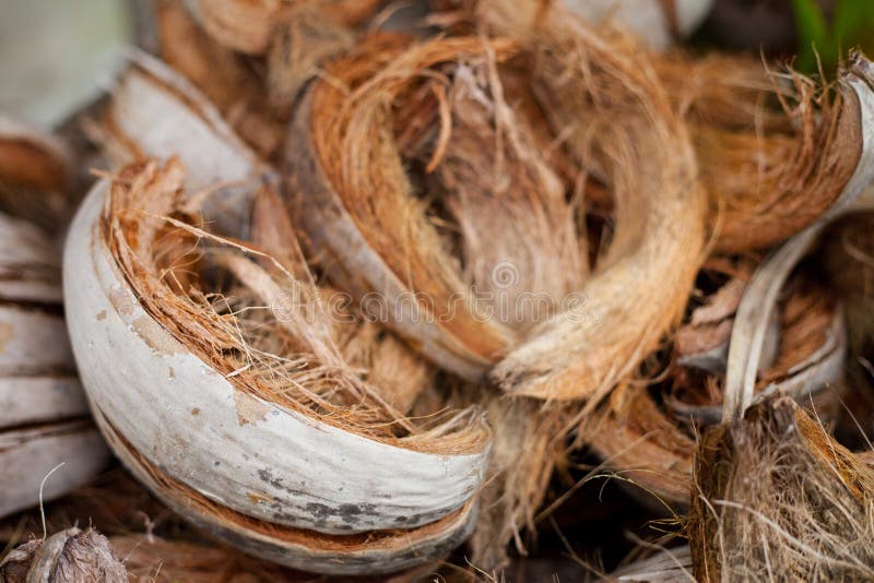 Coconut Shell stock photo. Image of care, meal, food - 28585608