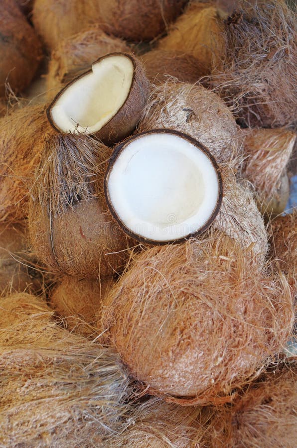 35+ Hairy coco shell Free Stock Photos - StockFreeImages