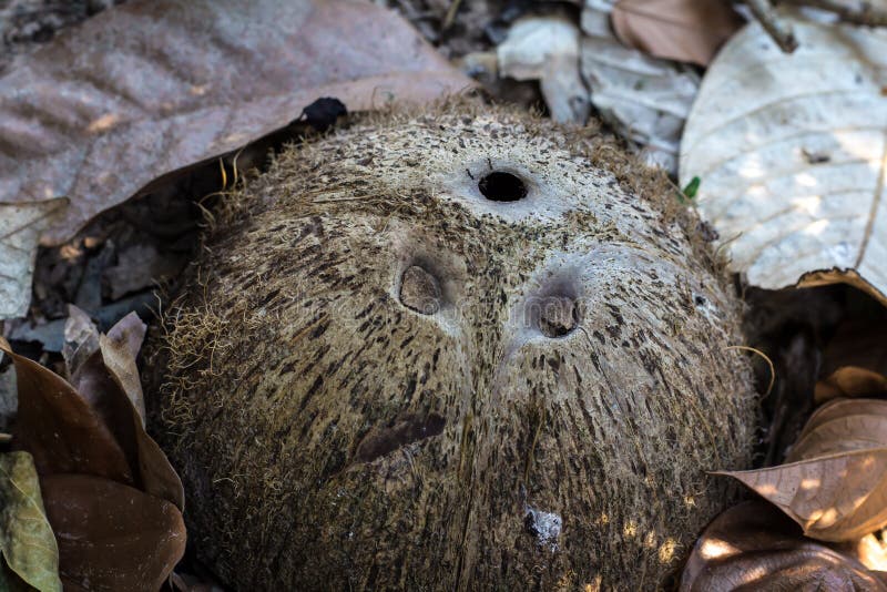 Ant Coconut Drink Stock Photos - Free & Royalty-Free Stock Photos from ...