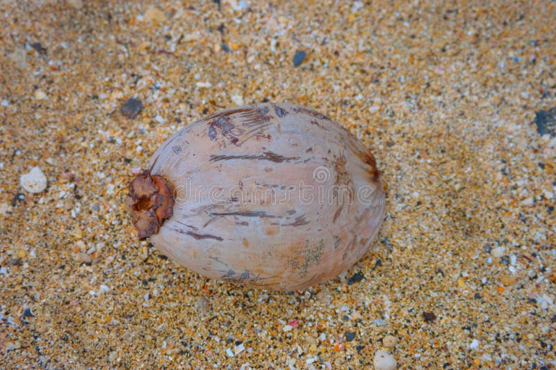 Coconut on shell beach stock photo. Image of fruit, sand - 59258014