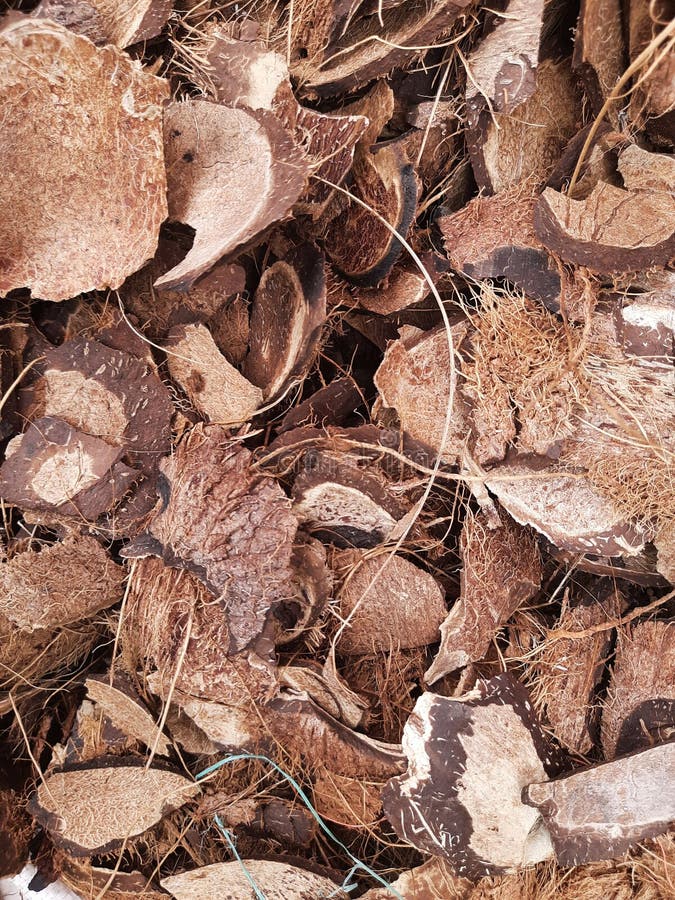 Coconut shells stock photo. Image of nature, shell, colour - 205828896
