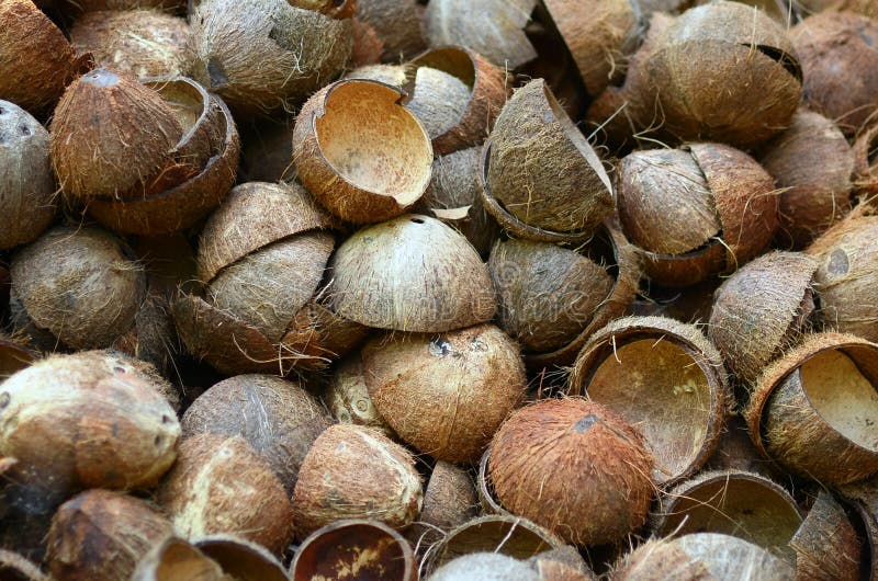 Coconut Shell Borneo stock image. Image of wildlife - 348383533