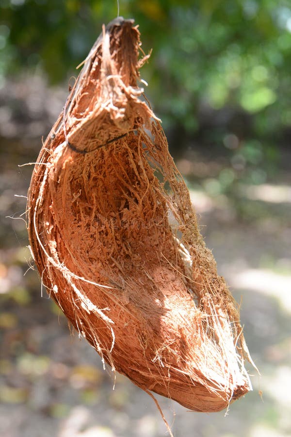Coconut shell stock photo. Image of creativity, coconut - 40938288