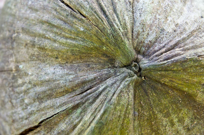 Coconut shell stock photo. Image of bottom, fruit, background - 34081132