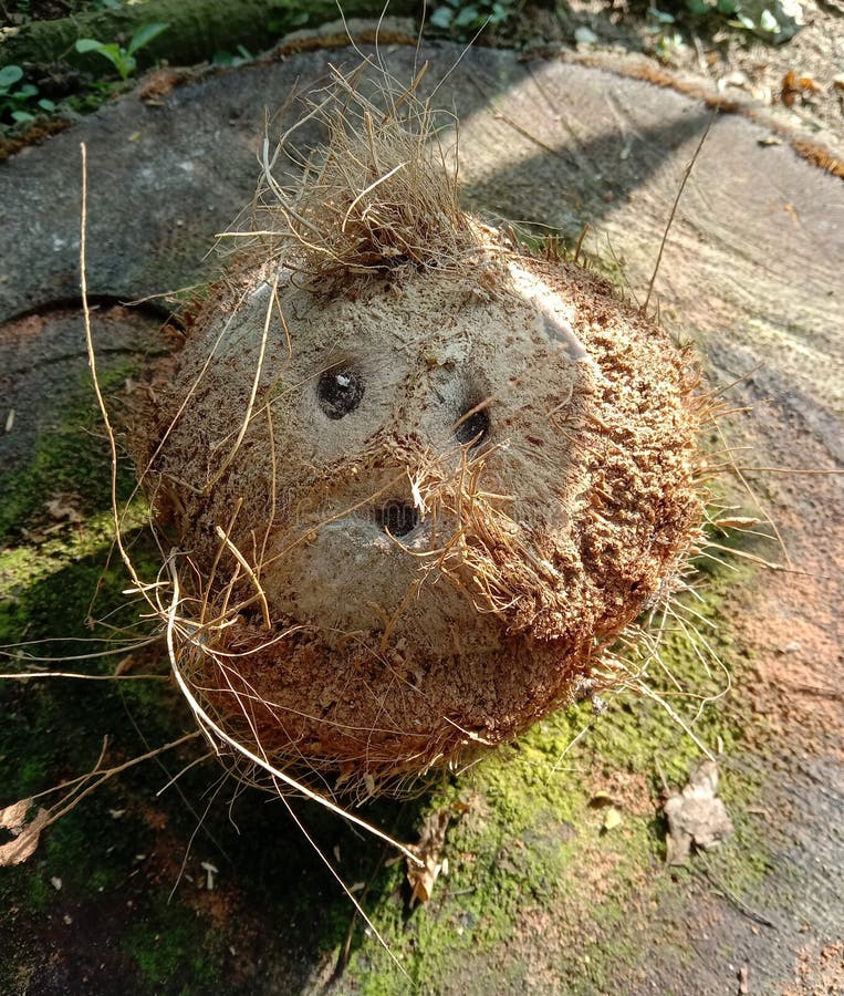 135 Coconut Tree Stump Background Stock Photos - Free & Royalty-Free ...