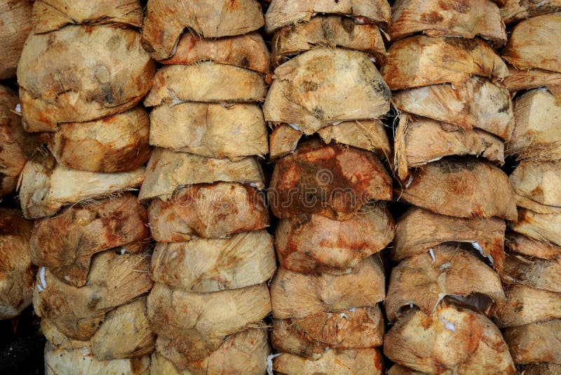 Coconut shell stock image. Image of healthy, food, round - 100625553