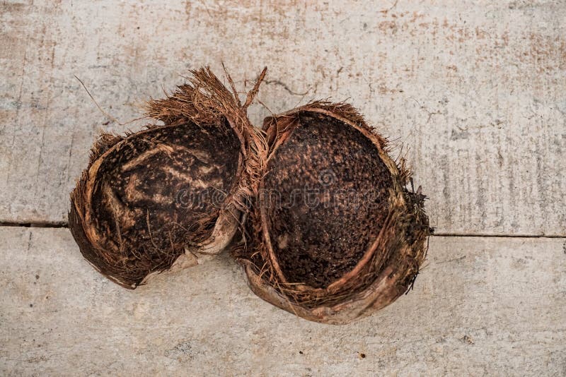 Coconut Shell with Coir on Wooden Table. Twelve Dried Coconut Shells ...