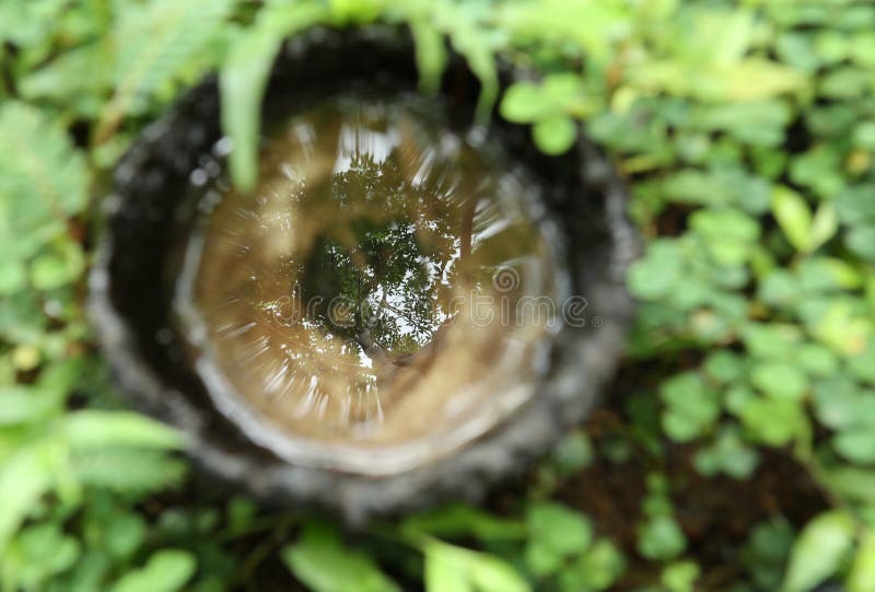 A Coconut Shell Collecting Rubber Latex Filled with Water Reflects the ...