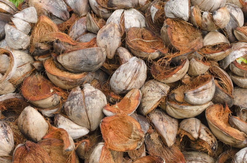 Coconut shell stock photo. Image of texture, coconut - 45949748