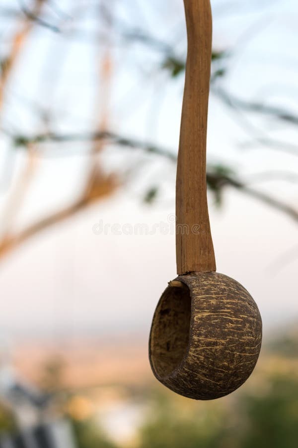 Close-up of Coconut Fruits stock image. Image of detail - 132585619