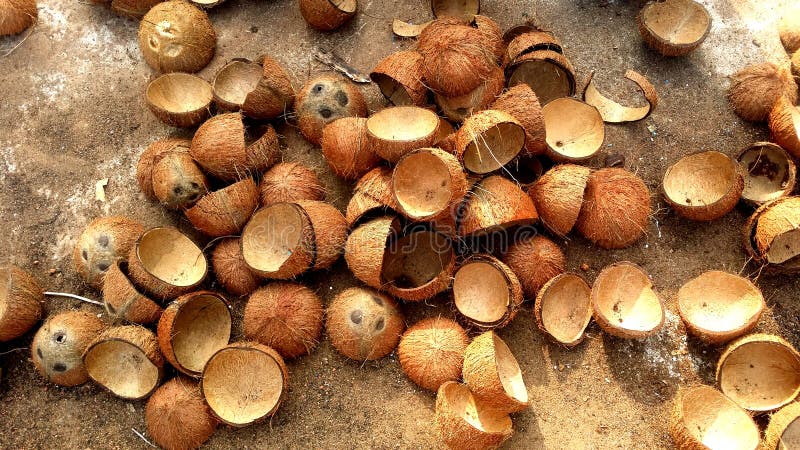Coconut Shell Drying Outside Environment Stock Image - Image of drying ...