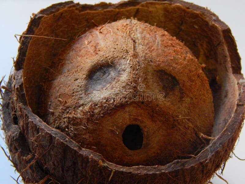 Coconut shell face editorial photo. Image of natural - 176826021