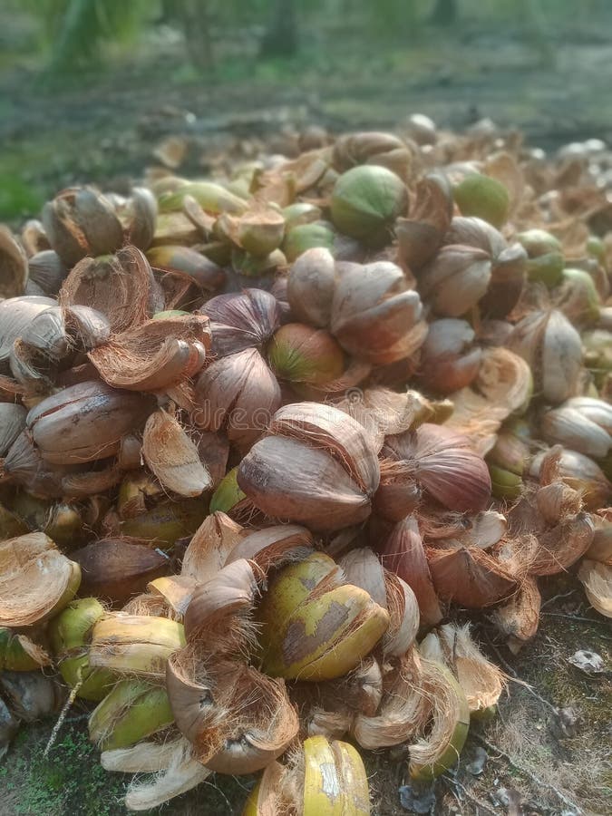 Coconut shell stock image. Image of coconute, fromm - 292396205