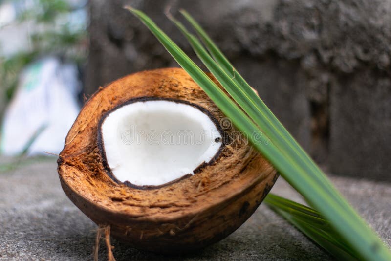 Coconut, Coconut Shell, Coconut Leaf, Front Corner Stock Photo - Image ...