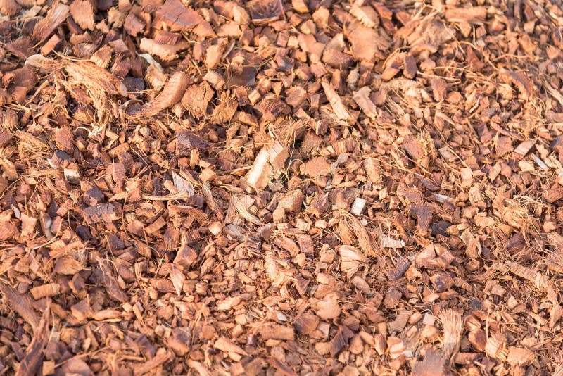 Coconut Shell Mixed with Soil for Planting Trees. Organic Plant Concept ...