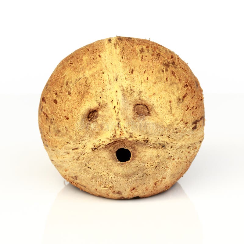 Shell Isolated on White Background. Stock Photo - Image of curve, conch ...