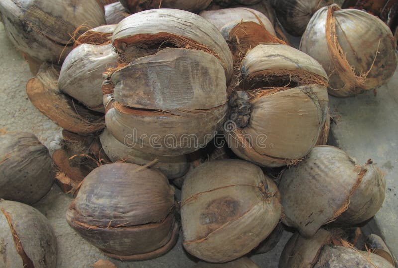 Coconut Shell for Nature Fuel Stock Image - Image of nature, nutrition ...