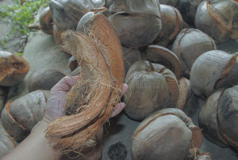 Coconut Shell for Nature Fuel Stock Photo - Image of brown, heap: 259489350