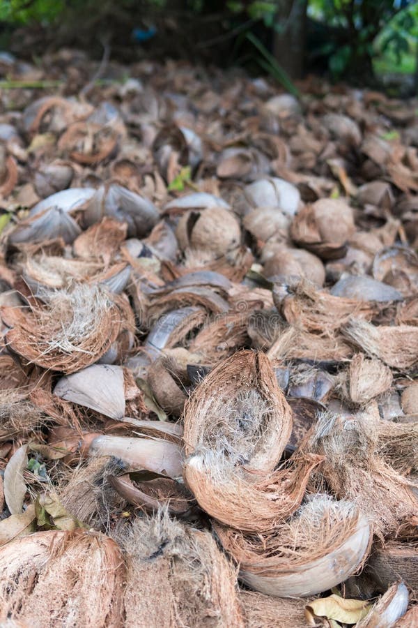 Coconut shell pile stock photo. Image of fruit, shell - 208400128