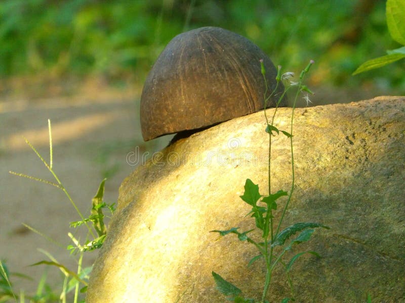 A Coconut Shell Placed on a Stone Stock Image - Image of indian, still ...