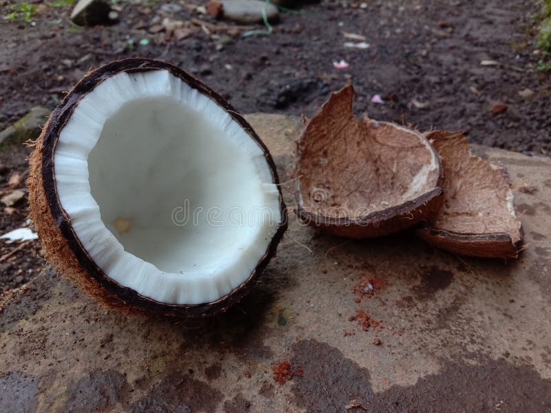 The Coconut and Shell are Split, Fresh White with Thick Flesh Stock ...