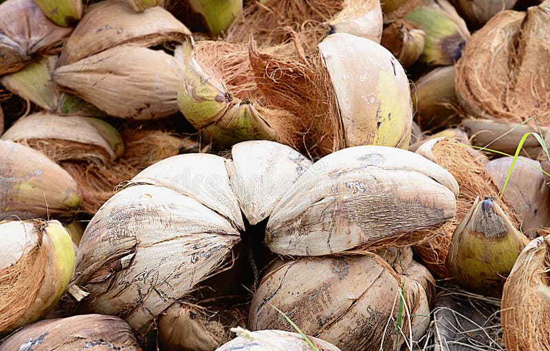 Coconut shell, texture stock image. Image of fruit, pile - 91622575